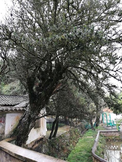 連城培田三棵樹 每日頭條