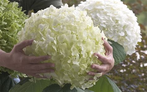 Incrediball® Hydrangea Wilson Nurseries