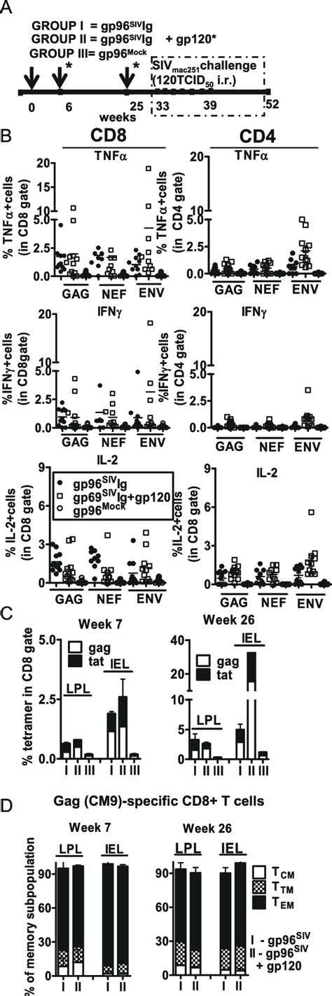 gp96 siv ig gp120 vaccines induce cellular immune responses a