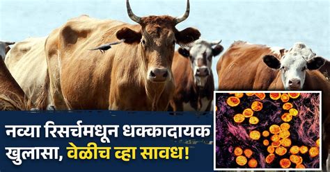 प्राण्यांमुळे नाही तर मनुष्यांमुळे त्यांच्यात पसरतात दुप्पट वायरस
