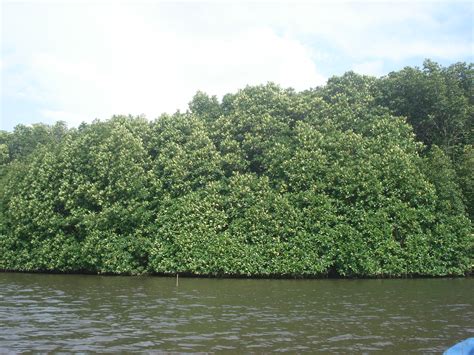 Top 3 Canoeing Adventures Through Rural Sri Lanka Sri Lanka Day Tours