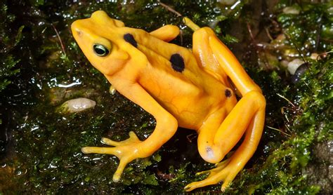 Panamanian Golden Frog Facts Distribution And Population Biodb