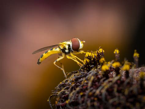 Tips To Improve Your Macro Photography PetaPixel