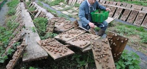 كيف تربي الحلزون Outdoor Decor Outdoor Stepping Stones