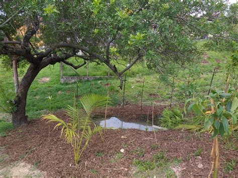 Nascente Localizada Na área Urbana De Sorocaba Ganha Plantio De árvores