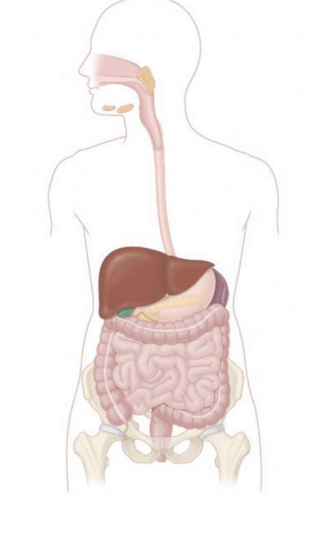 Digestive System Diagram Quizlet