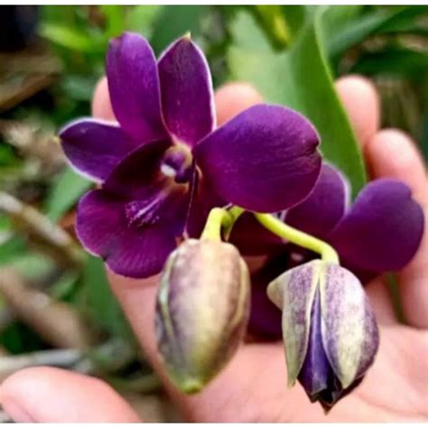 Jual Pohon Anggrek Dendrobium Dewasa Bunga Biru Airy Way Blue Siap