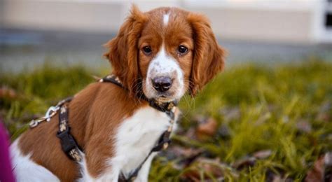 Springer Spaniel Growth Chart Size And Weight Chart