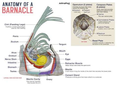 Barnacles Anatomy Habitat And Reproduction Explained