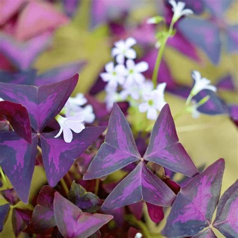 Oxalis Triangularis Care 1 Best Plant Guide