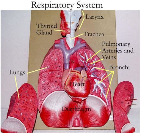 Pin By Daffodilcooper On Bsc2086 Arteries And Veins Respiratory