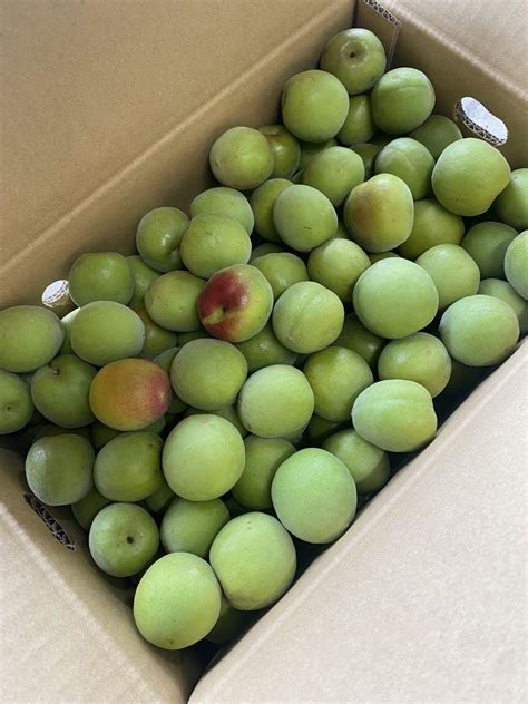 【ぱん様専用】紀州特産、和歌山 青南高梅 4 5k By メルカリ