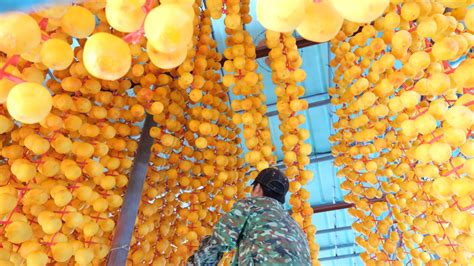 감고을 영동 ‘달콤쫀득 곶감 만들기 한창