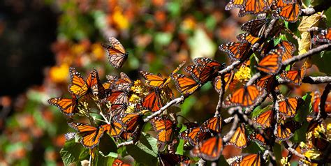 Conoce A La Mariposa Monarca Curso Impartido Por El Pabellón Nacional