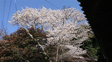 202314座目は熊山⛰️🌸西方院から🌸巡り ‼️ やっさんさんの熊山・高津山・尺八山の活動データ Yamap ヤマップ