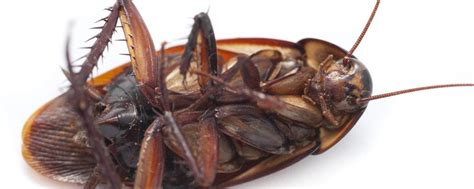 12 Things You Must Know About Cockroaches By Bakhtiyar Khan Medium