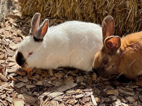 Premium Ai Image A White Rabbit And A Brown Rabbit Are Sitting On