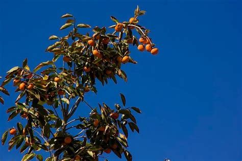 Do Deer Eat Persimmon • Support Wild