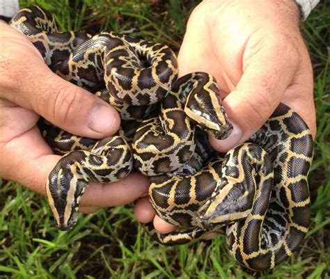 Do Burmese Pythons Attack Or Even Eat Humans Python Challenge Dates