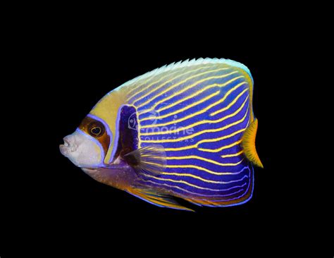 Sale Marine Collectors