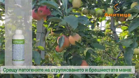 Как да постигнете добри резултати при отглеждане на ябълки Youtube