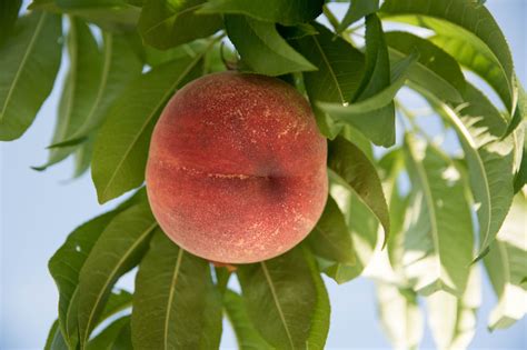 旬は1か月ほどだけ！ とびきりジューシーな「新府桃源郷」の桃が今年も出荷中 八ヶ岳をガイドする ハチ旅