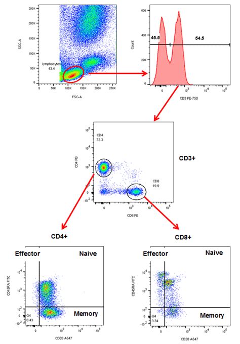 Gating Strategies For Effective Flow Cytometry Data Analysis Bio Rad