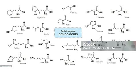 Amino Acids Chemical Formulas Stock Illustration Download Image Now Amino Acid Protein