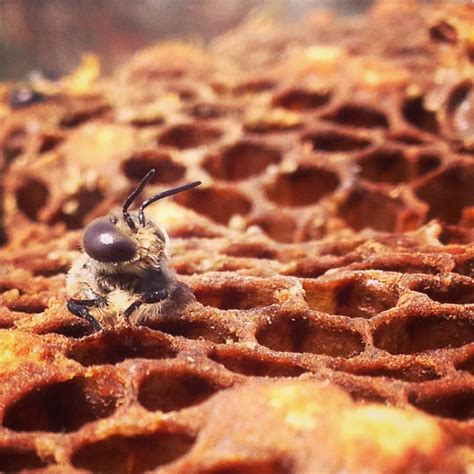Why Try Foundationless Beekeeping Beekeeping Like A Girl