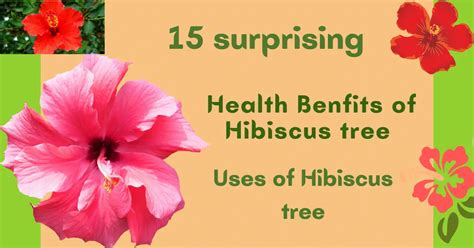 Top 15 Health Benefits Of Hibiscus Tree Uses Of Hibiscus Tree