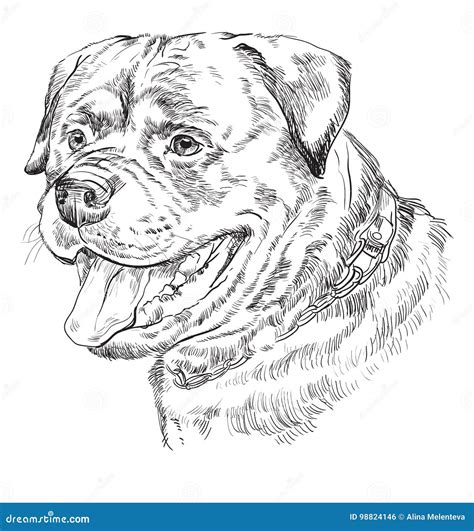 Rottweiler Vector Hand Drawing Portrait Stock Vector Illustration Of
