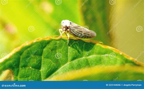 Leaf Hopper Assassin Bug Zelus Renardii Hunting For Insects Royalty