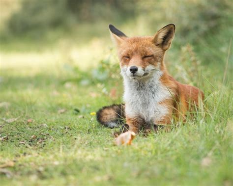 Premium Photo Lazy Fox Relaxing In The Grass