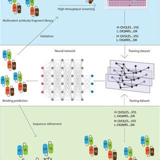 Neural Networkaided Highthroughput Bispecific Antibody Screening The