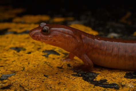 Northern Spring Salamander Gyrinophilus Porphyriticus Flickr