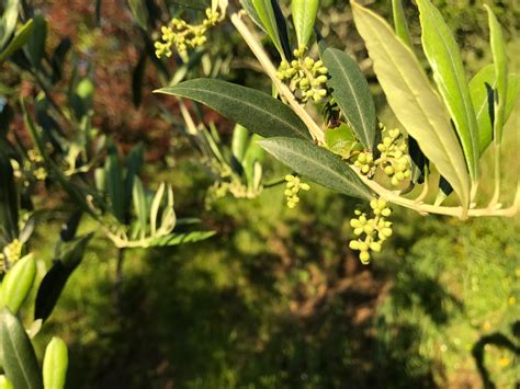 שמן זית Assi עמק המעיינות אלו הזיתים שיהפכו לשמן זית Assi בקרוב