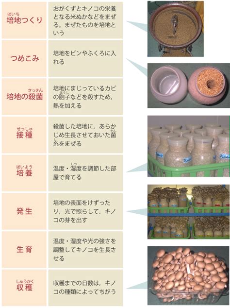 トップキッズトップ生活キノコ菌床栽培おがくず栽培の方法