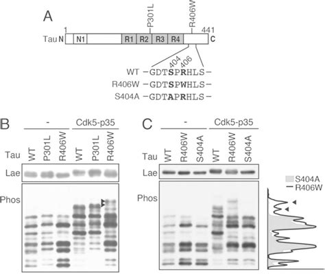 Phosphorylation Of Tau P301l And R406w Mutants By Cdk5 P35 A
