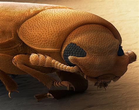 Des Insectes Au Microscope électronique La Boite Verte