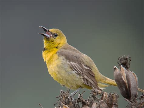 Glenns Digiscoping Blog Hooded Oriole