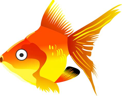 Carp N Dorado Png