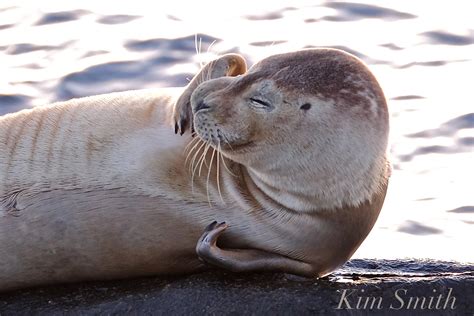 Do Seals Have Tails Kim Smith Films