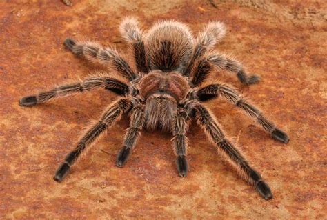 Understanding The Chilean Recluse Spider Risks And Identification