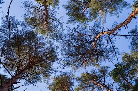 푸른 하늘을 배경으로 한 소나무의 가지와 왕관 숲의 아름다운 전망 숲의 나뭇가지 자연과 환경 개념입니다 0명에 대한 스톡 사진 및 기타 이미지 Istock