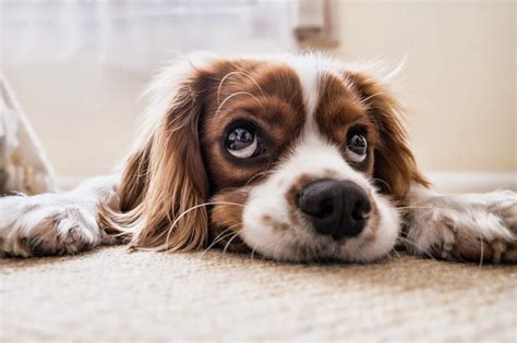 Como Saber Si Mi Perro Está Enfermo ️ Síntomas Frecuentes