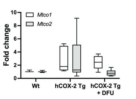 Gene Expression Of Complex Iv Subunits Is Not Modified In Hcox 2 Tg