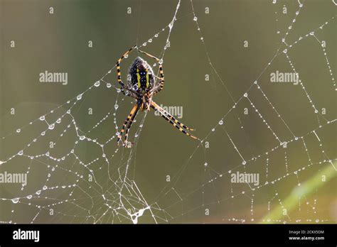 Argiope Trifasciata The Banded Garden Spider Or Banded Orb Weaving