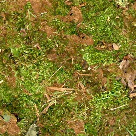 Undergrowth Green Grass Texture Seamless 13041