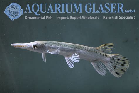 Atractosteus Spatula Platinum“ Aquarium Glaser Gmbh
