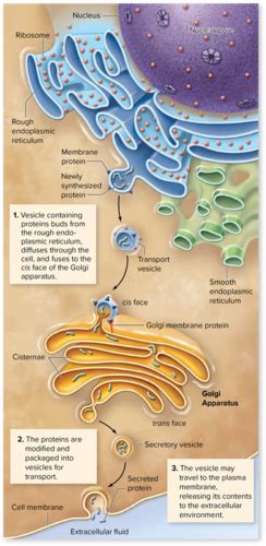 Exam Biol Chap The Plasma Membrane Flashcards Quizlet